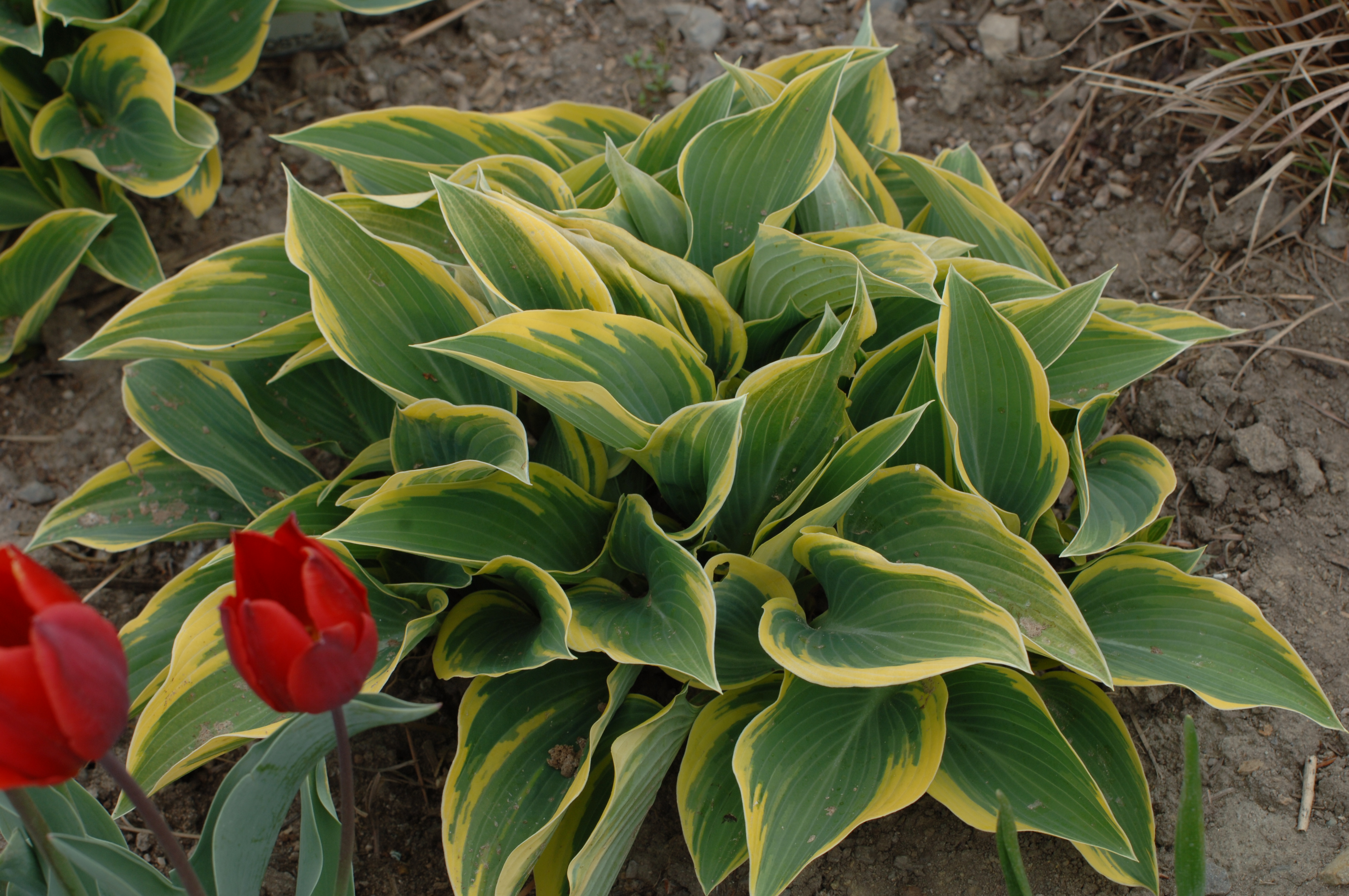 HOSTA ‘Earth Angel’ - Jardins Michel Corbeil