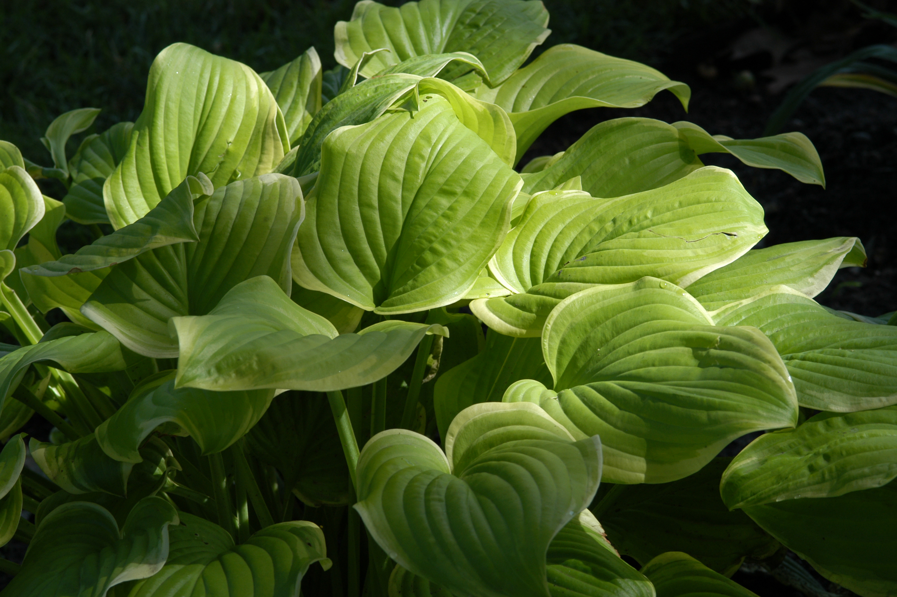 HOSTA ‘Fragrant Bouquet’ - Jardins Michel Corbeil