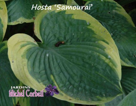 Hosta ‘Samuraï’ - Jardins Michel Corbeil
