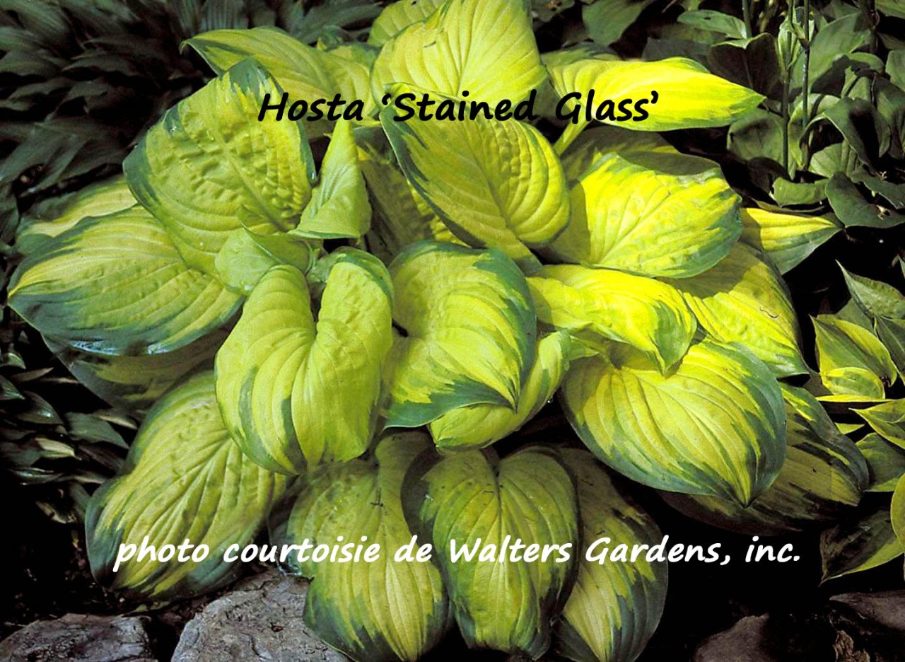 HOSTA ‘Stained Glass’ - Jardins Michel Corbeil