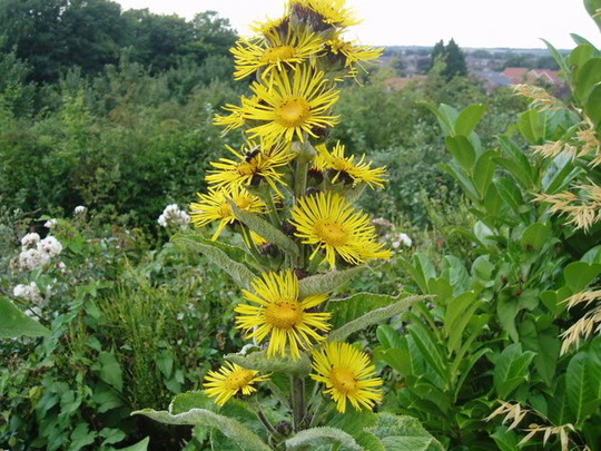 INULA 'RACEMOSA' - Jardins Michel Corbeil