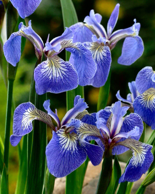 IRIS ‘Baby Blue’ (setosa) – Iris de l’Arctique – Arctic Iris - Jardins ...
