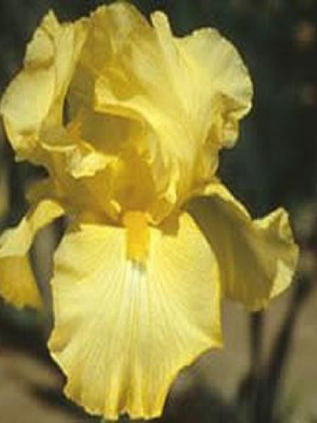 IRIS ‘Harvest of Memories’ – Iris – Tall Bearded - Jardins Michel Corbeil