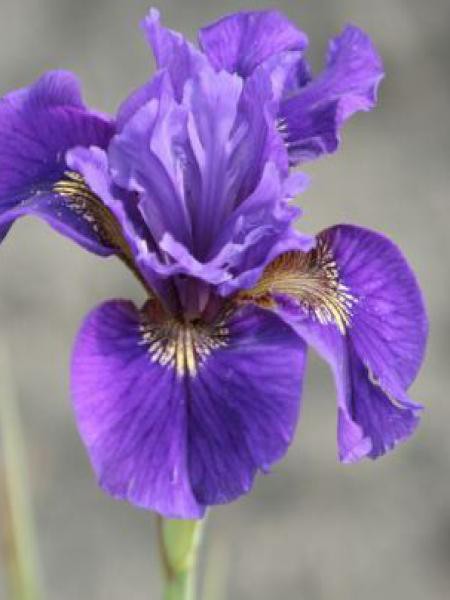 IRIS ‘Ruffled Velvet’ (sibirica) – Iris de Sibérie – Siberian Iris ...