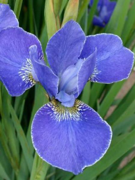 IRIS ‘Silver Edge’ (sibirica) – Iris de Sibérie – Siberian Iris ...
