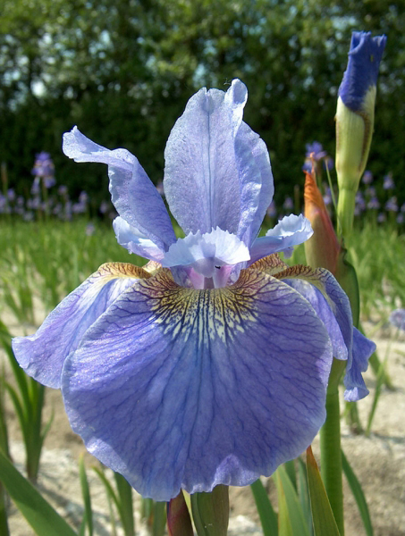 IRIS ‘Welcome Return’ (sibirica) – Iris de Sibérie – Siberian Iris ...