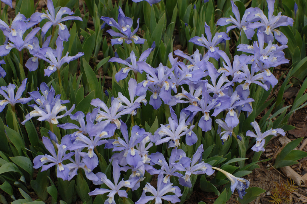 IRIS 'Cristata'– Iris à crêtes – Dwarf Crested Iris - Jardins Michel ...