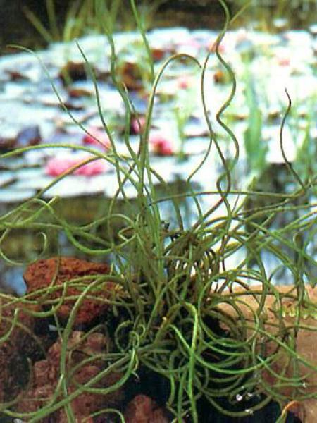 JUNCUS effusus ‘Spiralis’ – Jonc épars – Corkscrew Rush - Jardins ...