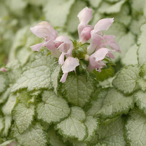 LAMIUM ‘Cosmopolitan’ (maculatum) – Lamier – Dead Nettle - Jardins ...