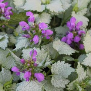 Vivaces – Page 54 – Jardins Michel Corbeil