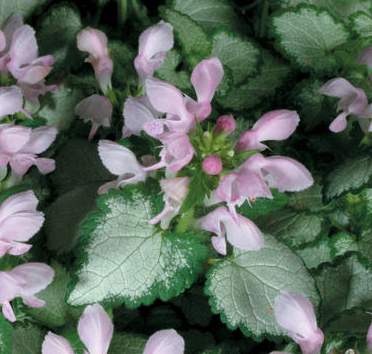 LAMIUM ‘Pink Chablis’ (maculatum) – (syn. L. maculatum ‘Checkin ...