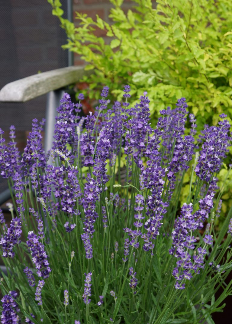 LAVANDULA 'Big Time Blue' (angustifolia) – Lavande – Lavender - Jardins ...