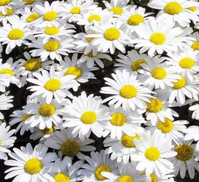 LEUCANTHEMUM ‘Snow Lady’ (sup.) – Marguerite – Shasta Daisy - Jardins ...