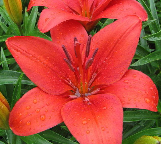 LILIUM ‘Crimson Pixie’ - Jardins Michel Corbeil
