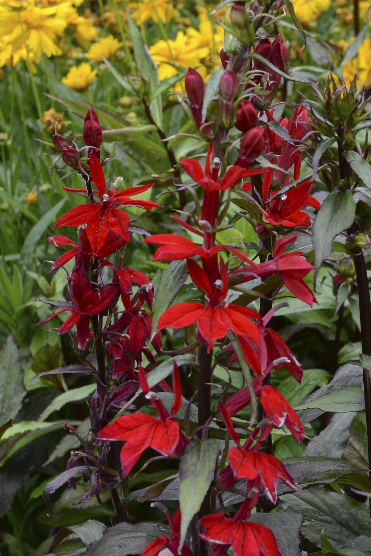 LOBELIA s. 'Vulcan Red'-LOBÉLIE- CARDINAL FLOWER - Jardins Michel Corbeil