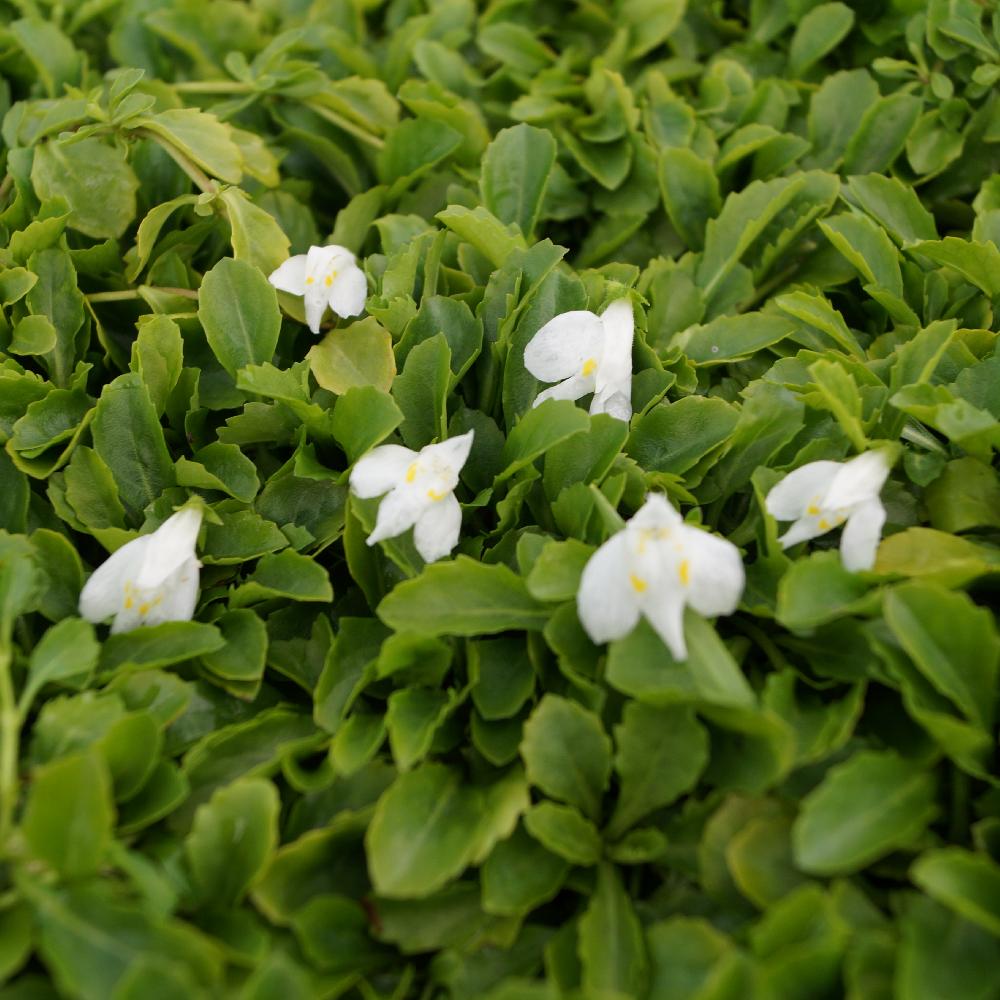 MAZUS reptans ‘Albus’ – - Creeping Mazus - Jardins Michel Corbeil