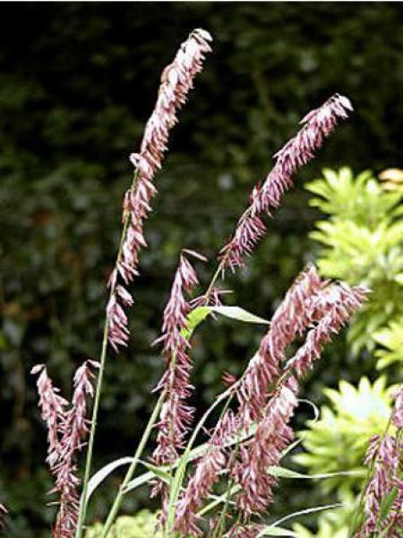 MELICA altissima ‘Atropurpurea’ – Mélique – Siberian Melic - Jardins ...