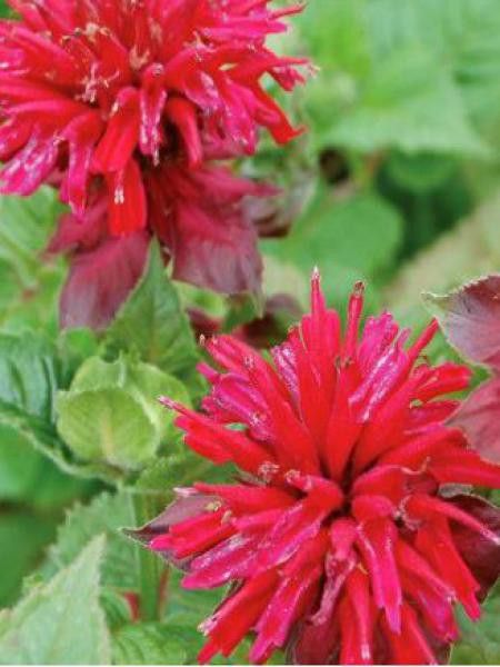 MONARDA ‘Fireball’ (didyma) Monarde – Bee Balm - Jardins Michel Corbeil