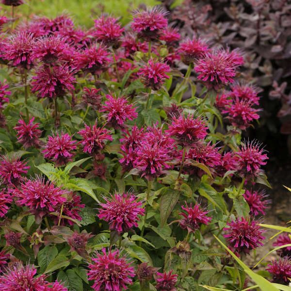 MONARDA ‘Grand Marshall’™ (didyma) – (syn. M. didyma ‘AChall’) PP19582 ...
