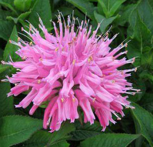 MONARDA ‘Grand Mum’™ (didyma) – (syn. M. didyma ‘ACmum’ ) PPAF ...