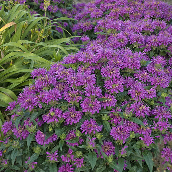 MONARDA ‘Grand Parade’™ (didyma) – (syn. M. didyma ACrade) PP19580 ...