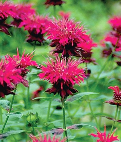 Vivaces Archives - Page 53 of 80 - Jardins Michel Corbeil