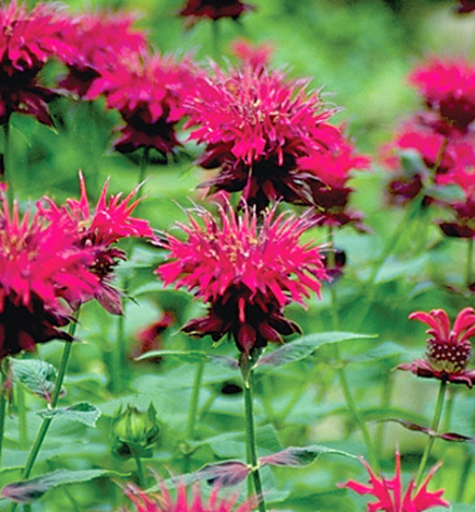 MONARDA ‘Raspberry Wine’ (didyma) – Monarde – Bee Balm - Jardins Michel ...