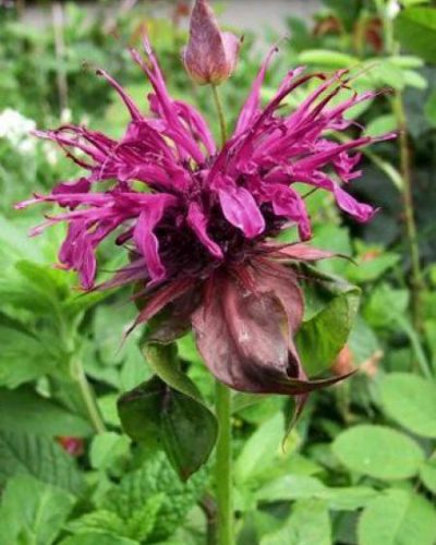 Vivaces Archives - Page 53 of 80 - Jardins Michel Corbeil