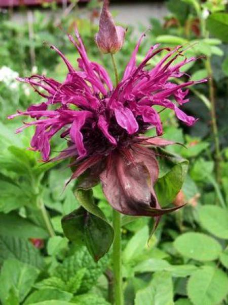 MONARDA ‘Scorpion’ – Monarde – Bee Balm - Jardins Michel Corbeil