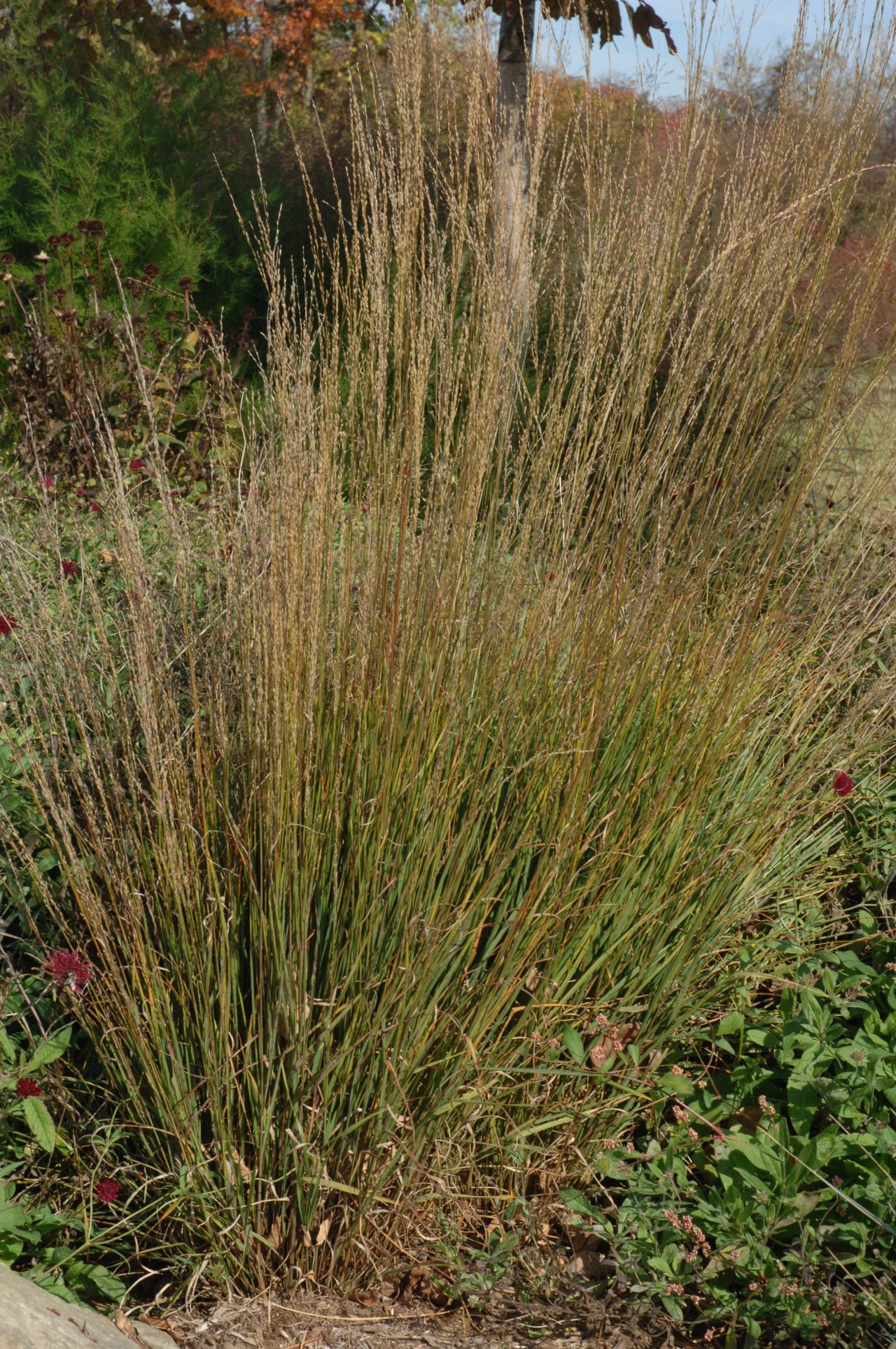 MOLINIA caerulea ‘Moorhexe’ – Molinie Pourpre – Purple Moor Grass ...