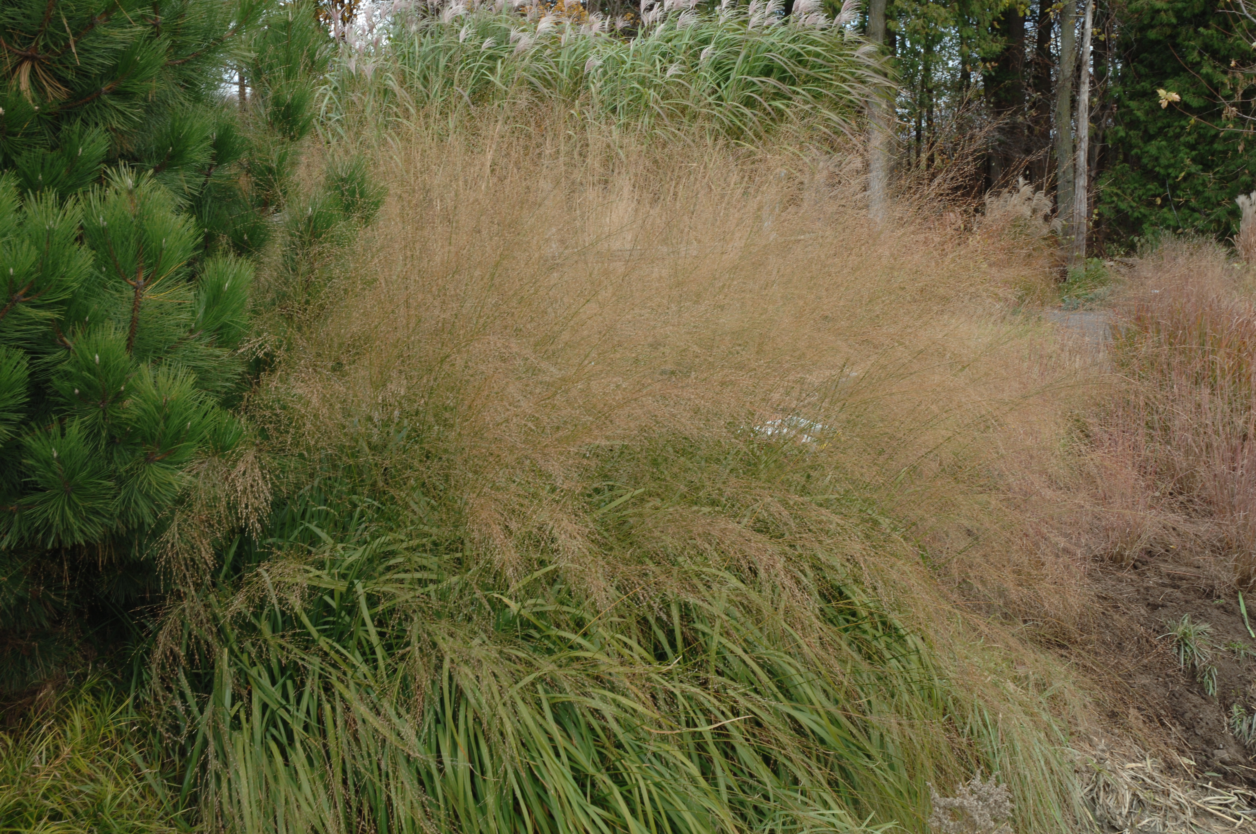 MOLINIA arundinacea ‘Karl Foerster’ - Jardins Michel Corbeil