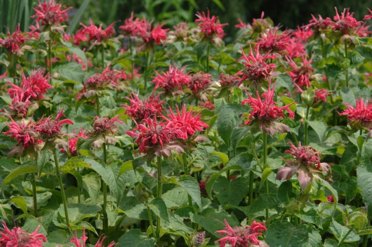 MONARDA ‘Pink Supreme’ (didyma) – PP14204 – Monarde – Bee Balm ...