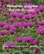 MONARDA ‘Purple Rooster’ (didyma) – Monarde – Bee Balm - Jardins Michel ...