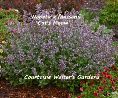 Nepeta x faassenii ‘Cat’s Meow’ – Herbe aux chats – Catmint - Jardins Michel Corbeil