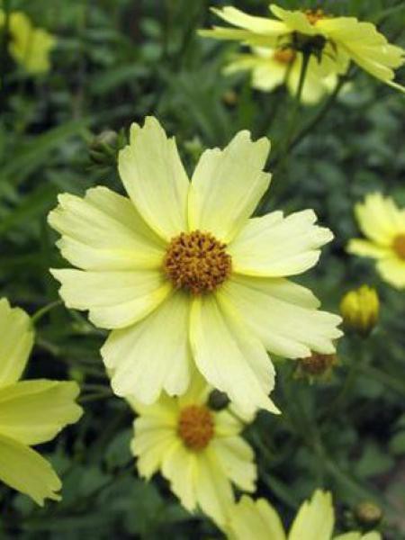 COREOPSIS ‘Full Moon’ PP19364 – Coréopsis – Tickseed - Jardins Michel ...