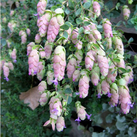 ORIGANUM x ‘Amethyst Falls’ PPAF – Origan – Oregano - Jardins Michel ...