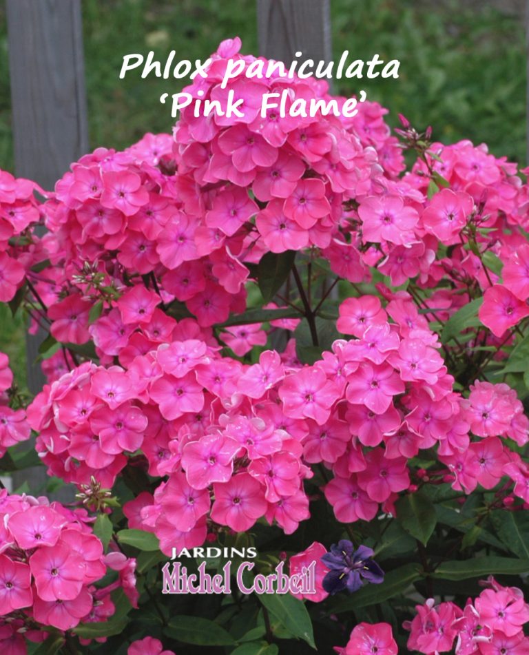 PHLOX ‘Pink Flame’ (paniculata) – PP11804 CPBR1094 – Phlox des jardins ...
