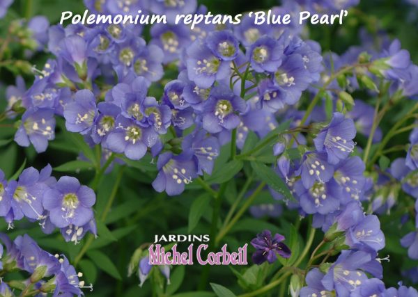 POLEMONIUM reptans 'Blue Pearl' - Polémoine rampant - Creeping ...