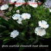 Stokesia laevis ‘Divinity’ – Stokésie – Stoke’s Aster - Jardins Michel ...