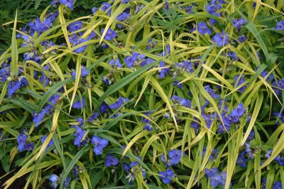 TRADESCANTIA ‘Blue and Gold’ – Ephémère – Spiderwort - Jardins Michel ...