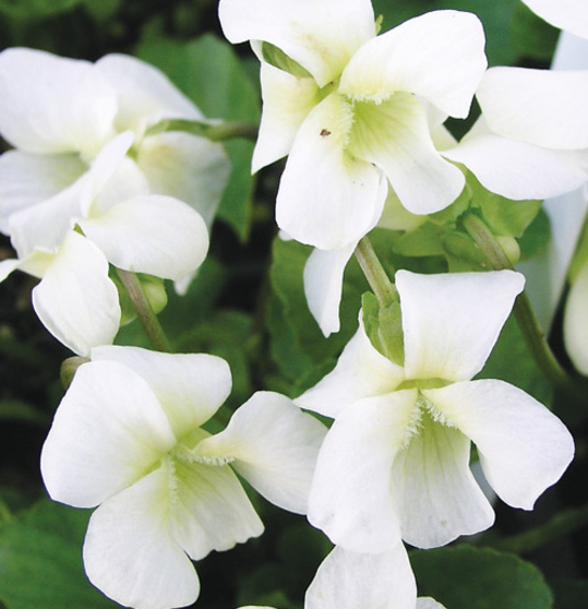 VIOLA ‘White Czar’ (cornuta) – Violette odorante – Sweet Violet ...