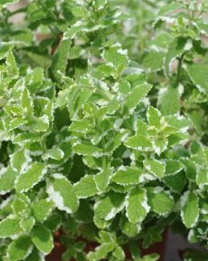 CARI – CURRY Plant - Jardins Michel Corbeil