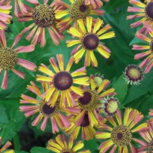 Vivaces – Page 43 – Jardins Michel Corbeil