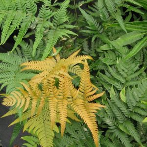 ATHYRIUM ‘Regal Red’ (niponicum var. pictum) – Fougère peinte du Japon ...