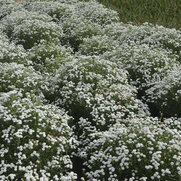 ACHILLEA ptarmica 'Peter Cottontail' - Jardins Michel Corbeil