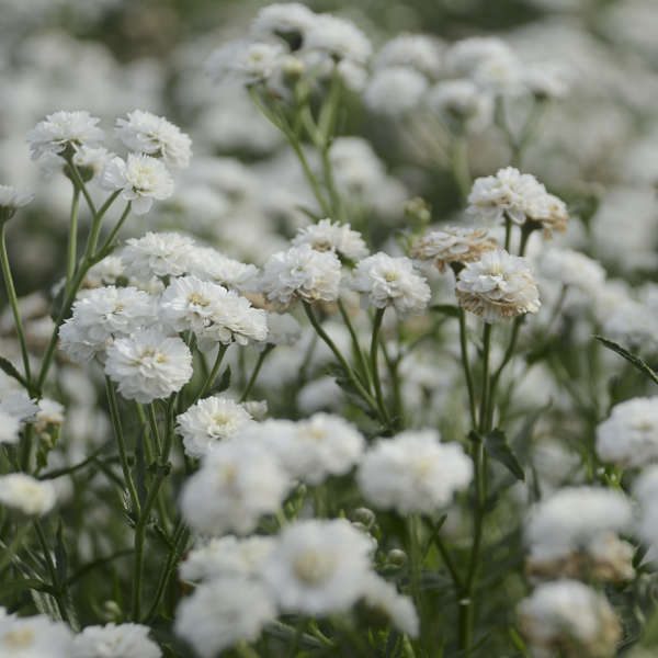 ACHILLEA ptarmica 'Peter Cottontail' - Jardins Michel Corbeil