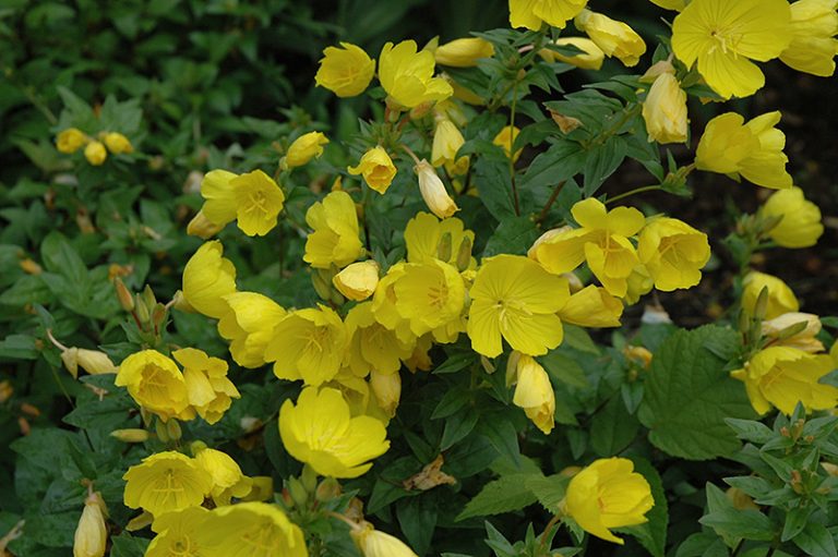 ENOTHERA Tetragona -Oénothère- Common Sundrops - Jardins Michel Corbeil