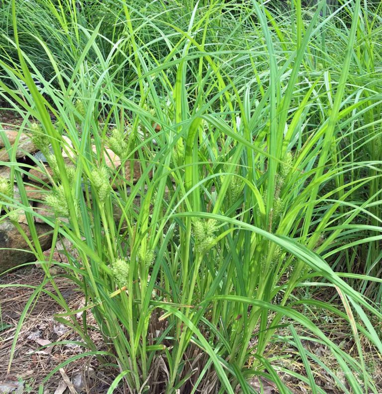 CAREX 'Lupulina'- Carex-Blue Sedge, Hop Sedge, Common Hop Sedge ...