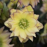 Helleborus 'First Dance' - Jardins Michel Corbeil