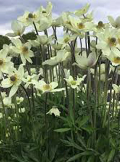 ANEMONE Spring Beauty White– Anémone – Windflower - Jardins Michel Corbeil